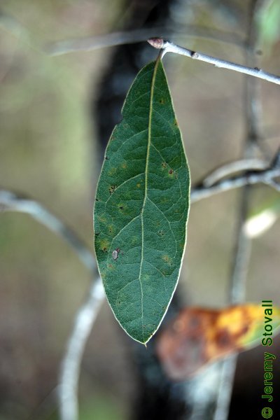 SFA Dendro - Leaf Morphology: Shape
