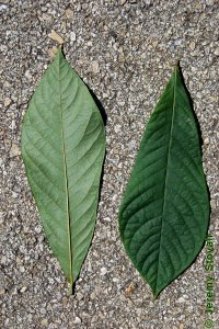 SFA Dendro - Leaf Morphology: Shape