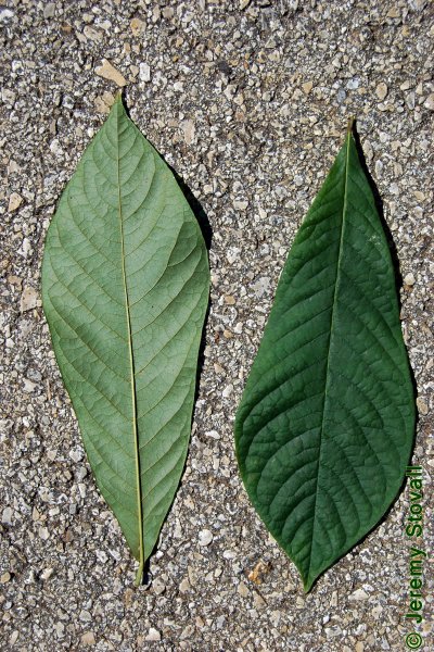 SFA Dendro - Leaf Morphology: Shape