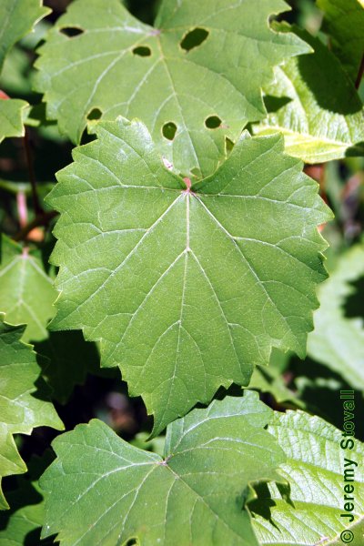 SFA Dendro - Leaf Morphology: Shape