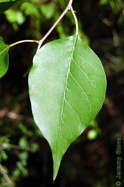 SFA Dendro - Leaf Morphology: Shape