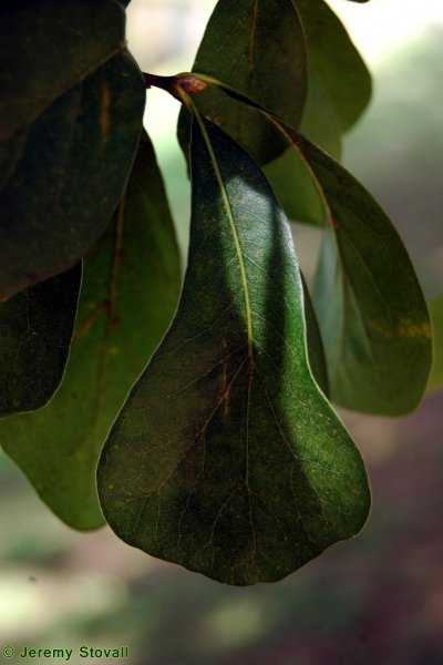 SFA Dendro - Leaf Morphology: Shape