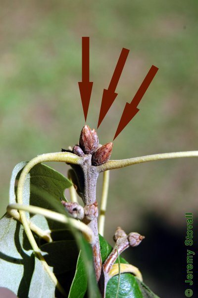 SFA Dendro - Twig Morphology: Buds
