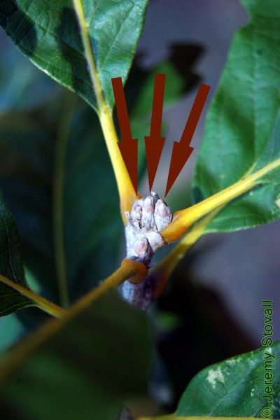 SFA Dendro - Twig Morphology: Buds