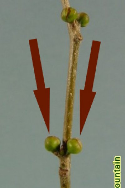 SFA Dendro - Twig Morphology: Buds