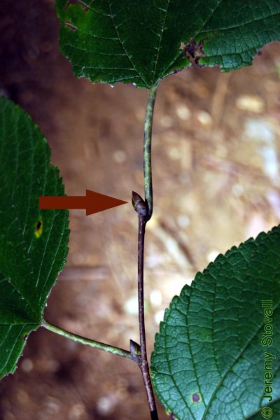 SFA Dendro - Twig Morphology: Buds