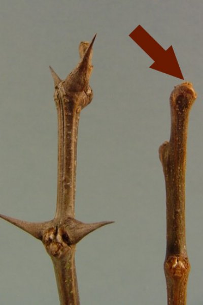 SFA Dendro - Twig Morphology: Buds