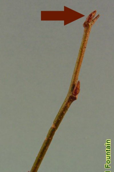 SFA Dendro - Twig Morphology: Buds