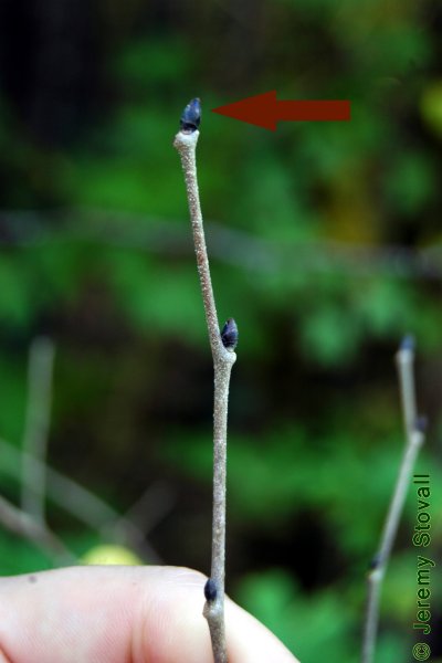 SFA Dendro - Twig Morphology: Buds