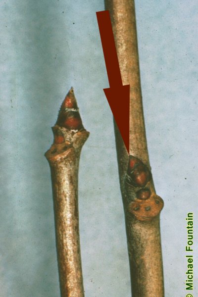 SFA Dendro - Twig Morphology: Buds