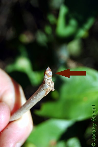 SFA Dendro - Twig Morphology: Buds