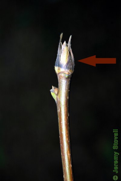 SFA Dendro - Twig Morphology: Buds