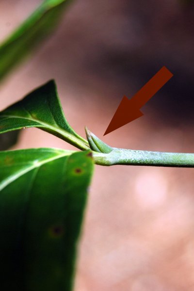 SFA Dendro - Twig Morphology: Buds