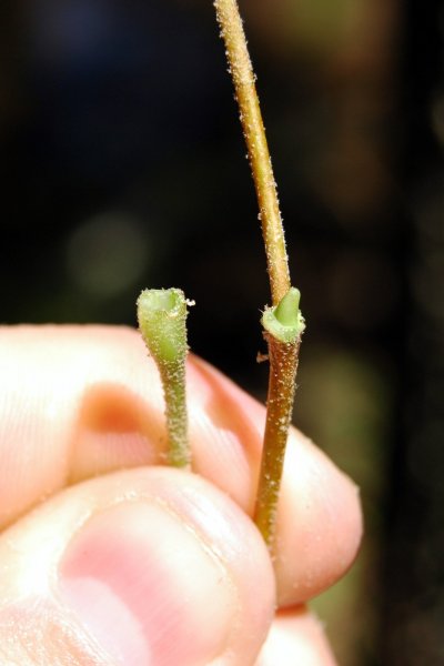SFA Dendro - Twig Morphology: Bud Scales