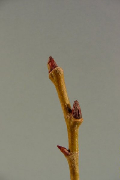 SFA Dendro - Twig Morphology: Bud Scales