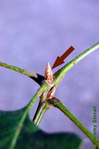 SFA Dendro - Twig Morphology: Bud Scales