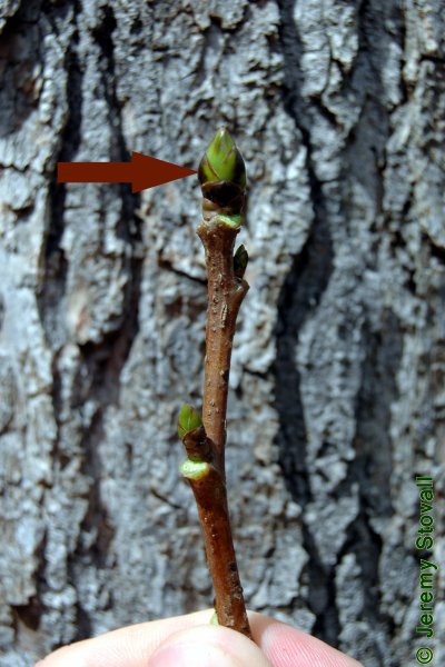 SFA Dendro - Twig Morphology: Bud Scales