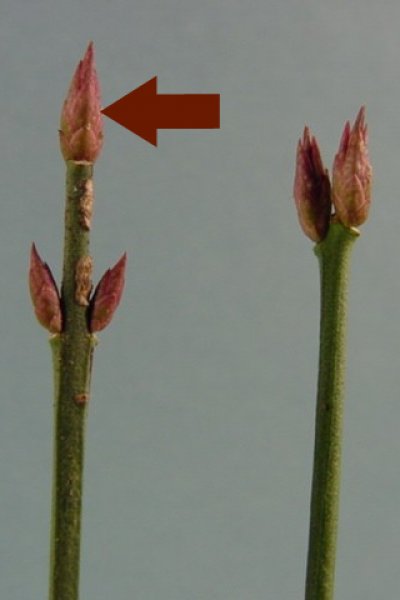SFA Dendro - Twig Morphology: Bud Scales
