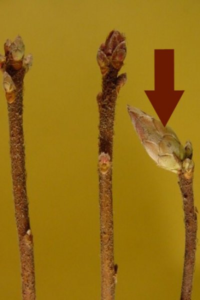 SFA Dendro - Twig Morphology: Bud Scales