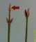 SFA Dendro - Twig Morphology: Bud Scales