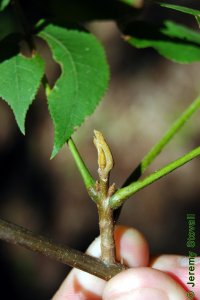 SFA Dendro - Twig Morphology: Bud Scales