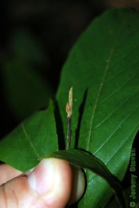 SFA Dendro - Twig Morphology: Bud Scales