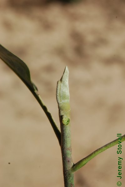 SFA Dendro - Twig Morphology: Bud Scales