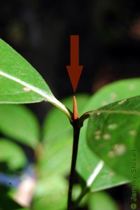 SFA Dendro - Twig Morphology: Bud Scales