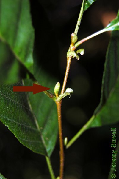 SFA Dendro - Twig Morphology: Bud Scales