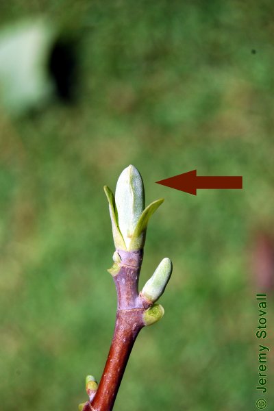 SFA Dendro - Twig Morphology: Bud Scales