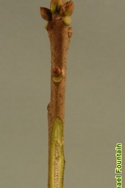 SFA Dendro - Twig Morphology: Pith Features