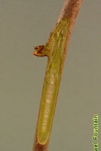 SFA Dendro - Twig Morphology: Pith Features