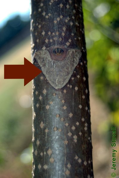 SFA Dendro - Twig Morphology: Scars