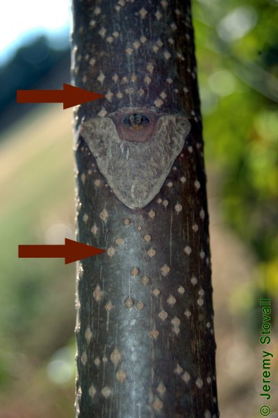 SFA Dendro - Twig Morphology: Surface Features