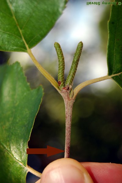 SFA Dendro - Twig Morphology: Surface Features