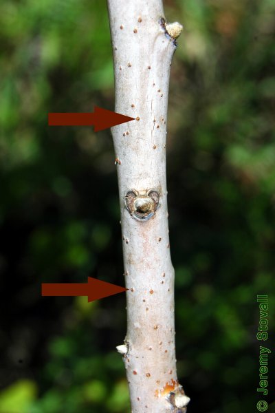 SFA Dendro - Twig Morphology: Surface Features