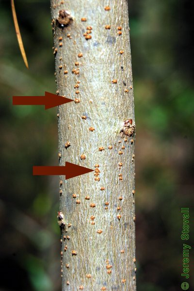 SFA Dendro - Twig Morphology: Surface Features