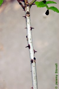 SFA Dendro - Twig Morphology: Surface Features