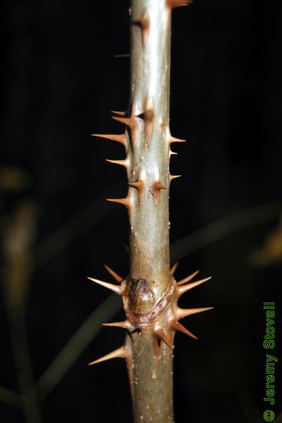 SFA Dendro - Twig Morphology: Surface Features