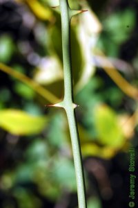 SFA Dendro - Twig Morphology: Surface Features