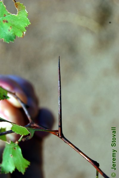 SFA Dendro - Twig Morphology: Surface Features