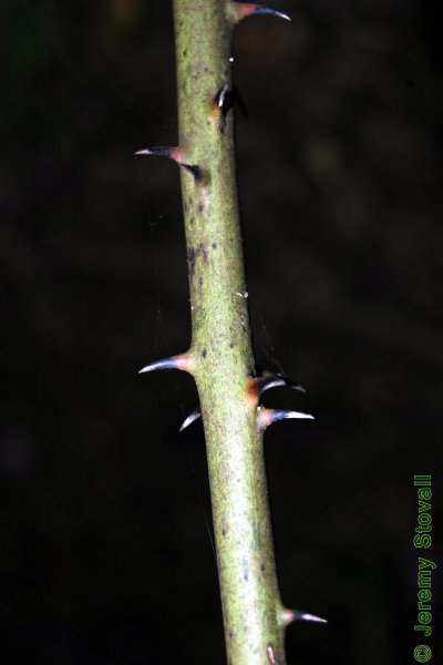 SFA Dendro - Twig Morphology: Surface Features