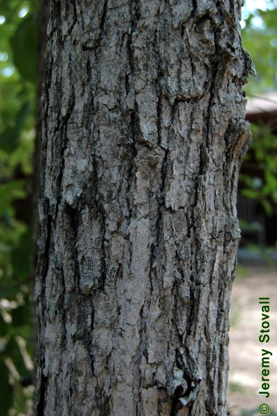 SFA Dendro - Cornaceae Nyssa biflora - swamp tupelo