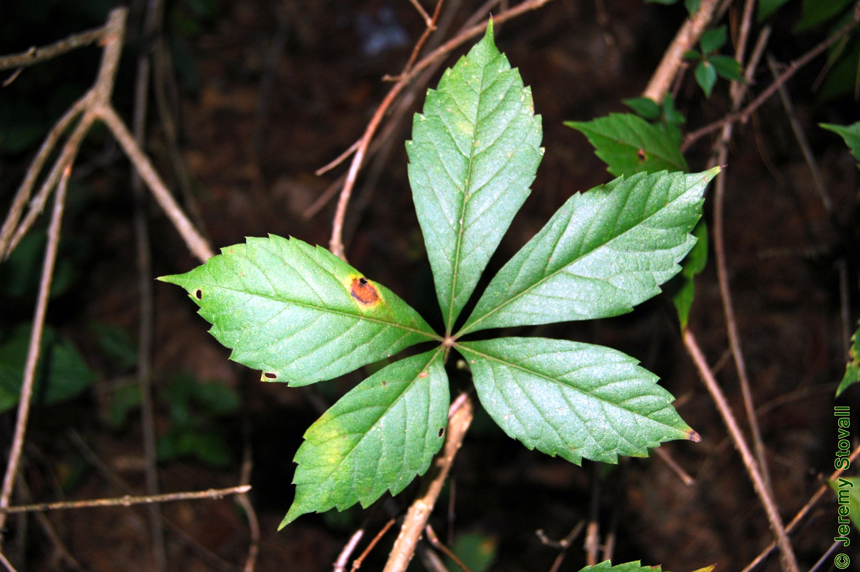 SFA Dendro - Vitaceae Parthenocissus quinquefolia - Virginia creeper ...
