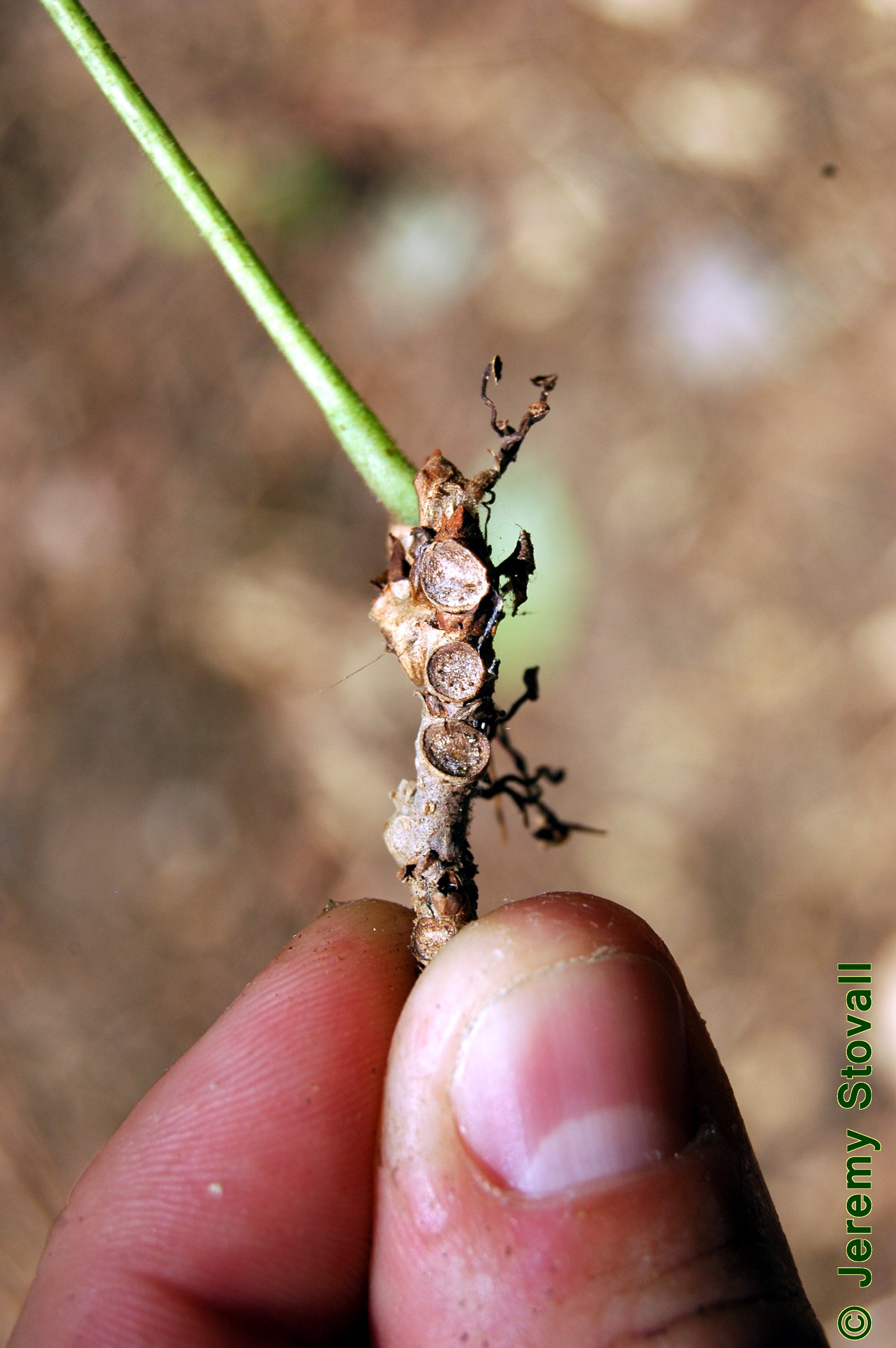 SFA Dendro - Vitaceae Parthenocissus quinquefolia - Virginia creeper ...