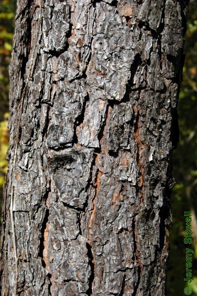 SFA Dendro - Pinaceae Pinus taeda - loblolly pine (Lab 01)