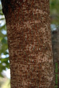 SFA Dendro - Anacardiaceae Pistacia chinensis - Chinese pistache (Lab 11)