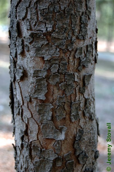 SFA Dendro - Anacardiaceae Pistacia chinensis - Chinese pistache (Lab 11)