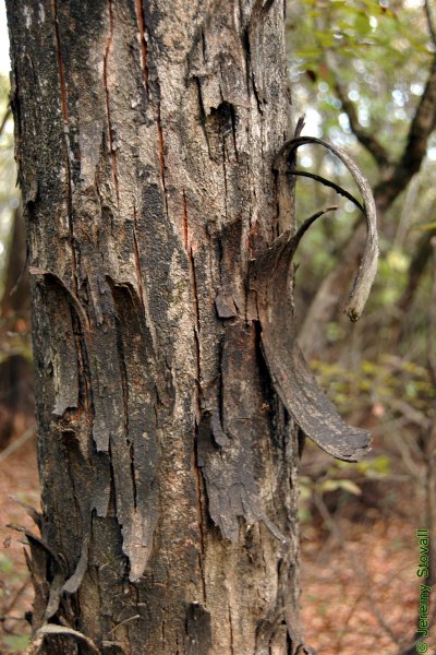 SFA Dendro - Ulmaceae Planera aquatica - planertree (Lab 8)