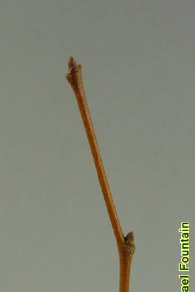 SFA Dendro - Ulmaceae Planera aquatica - planertree (Lab 8)